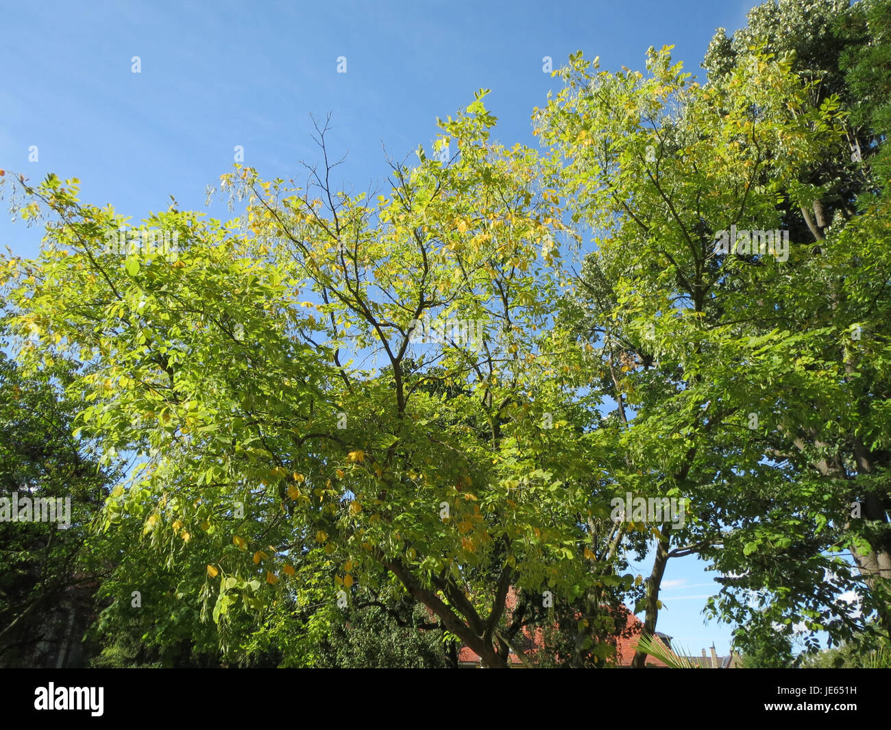 American yellowwood tree hi-res stock photography and images - Alamy