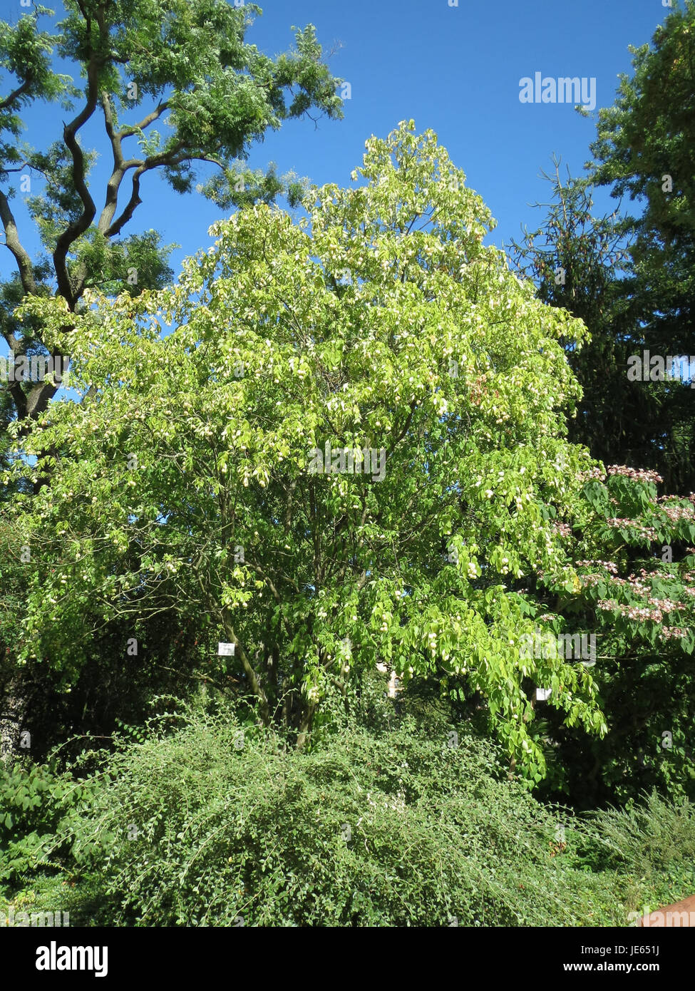 Bladder like fruit hi-res stock photography and images - Alamy