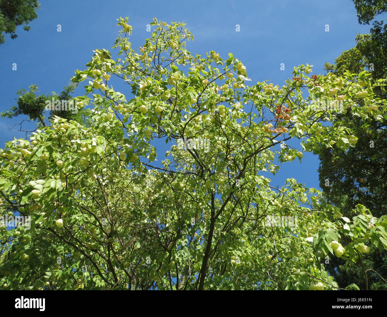 Staphylea pinnata, commonly known as bladdernut, is a flowering shrub ...