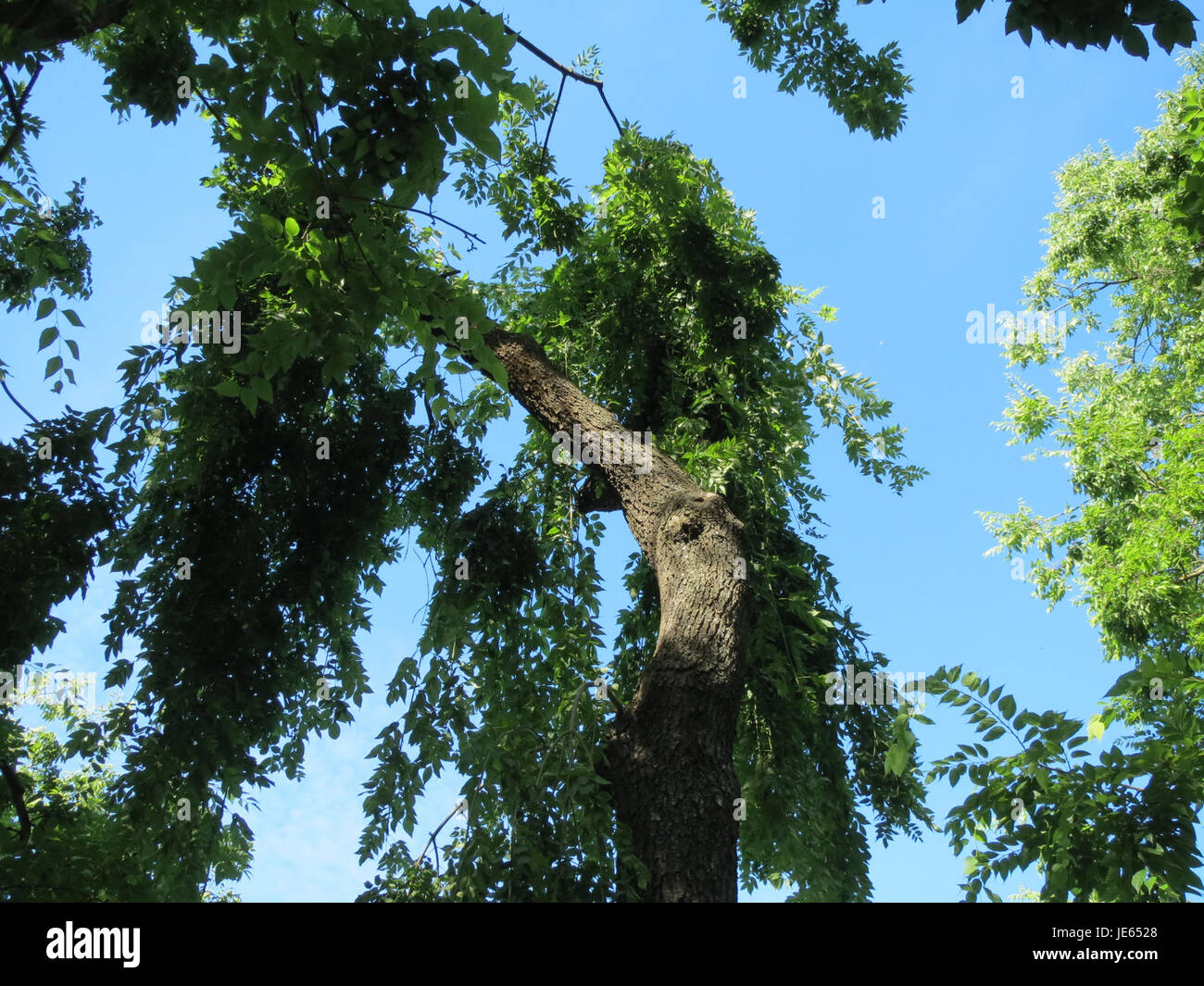 Fraxinus excelsior Pendula, also known as the weeping ash, is a variety ...