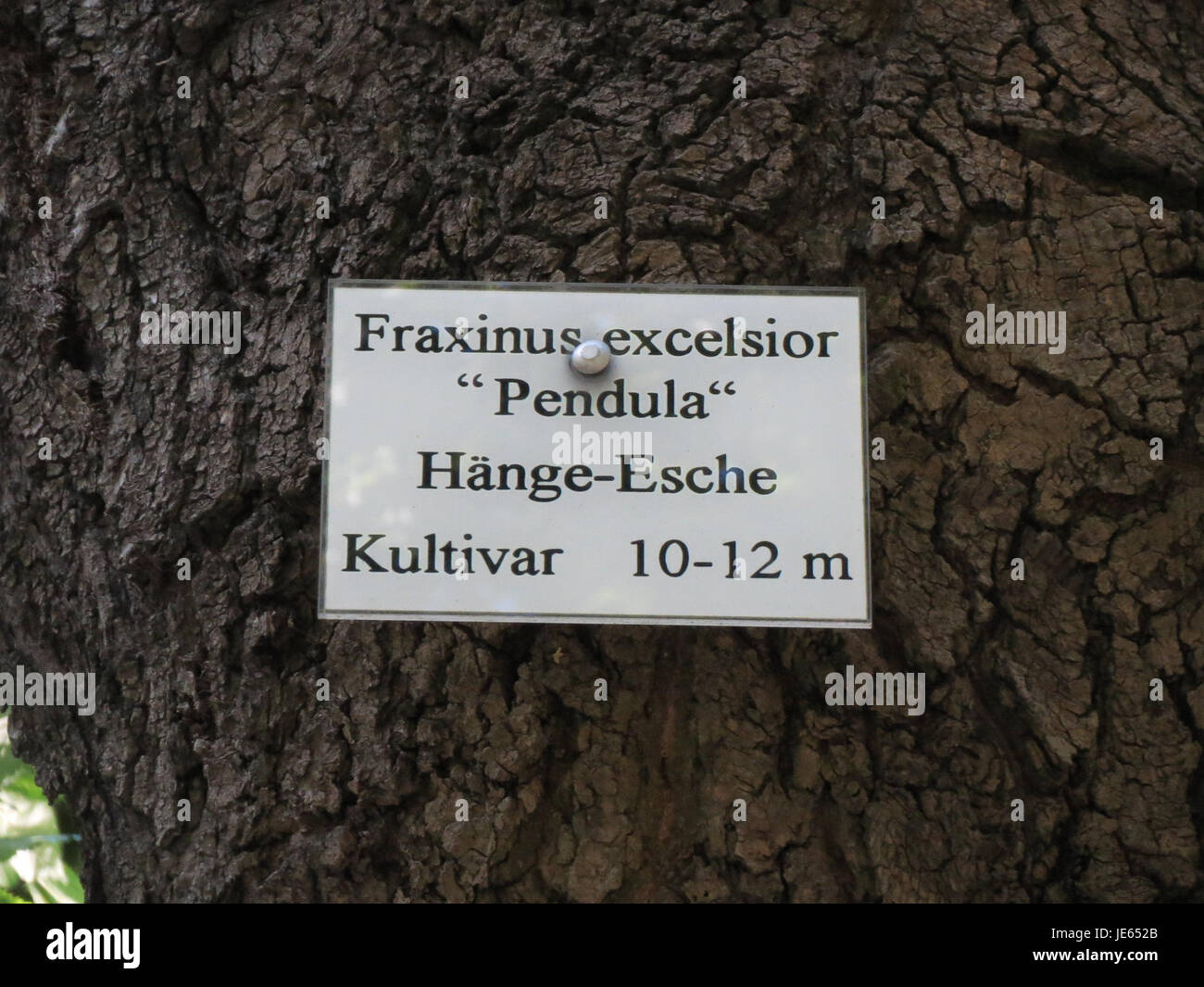 Fraxinus excelsior Pendula, commonly known as the weeping ash, observed ...