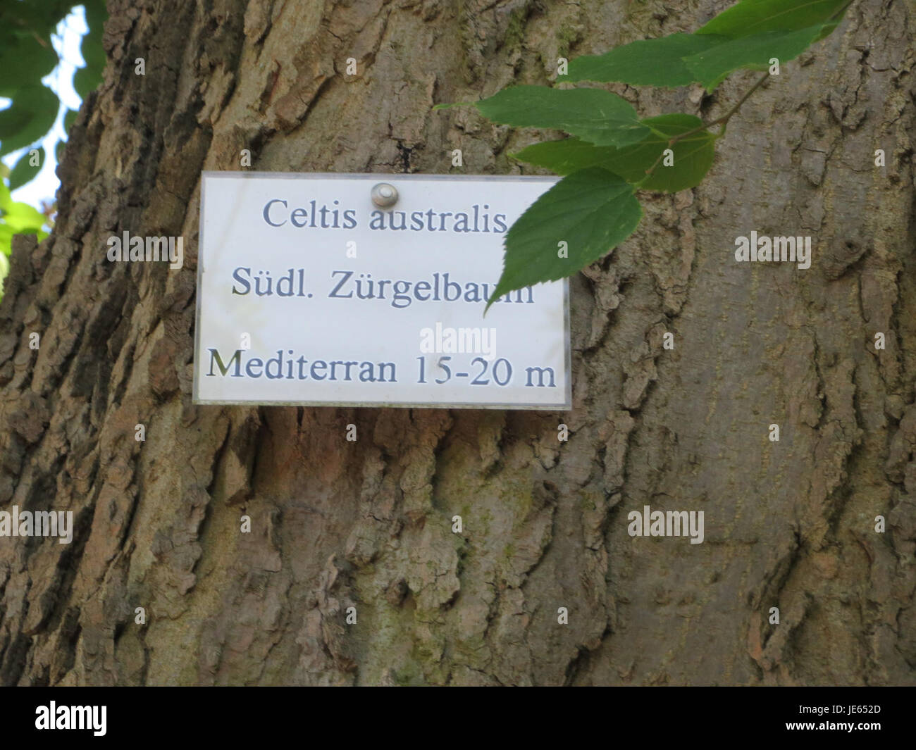 Celtis australis, commonly known as the European hackberry, is a tree ...
