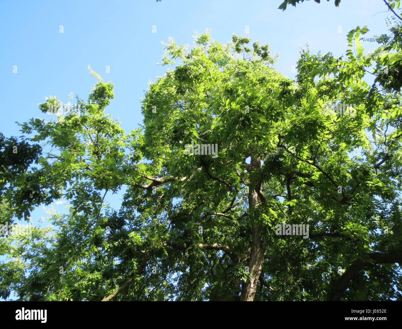 Celtis australis, known as the European Nettle Tree, is depicted in ...