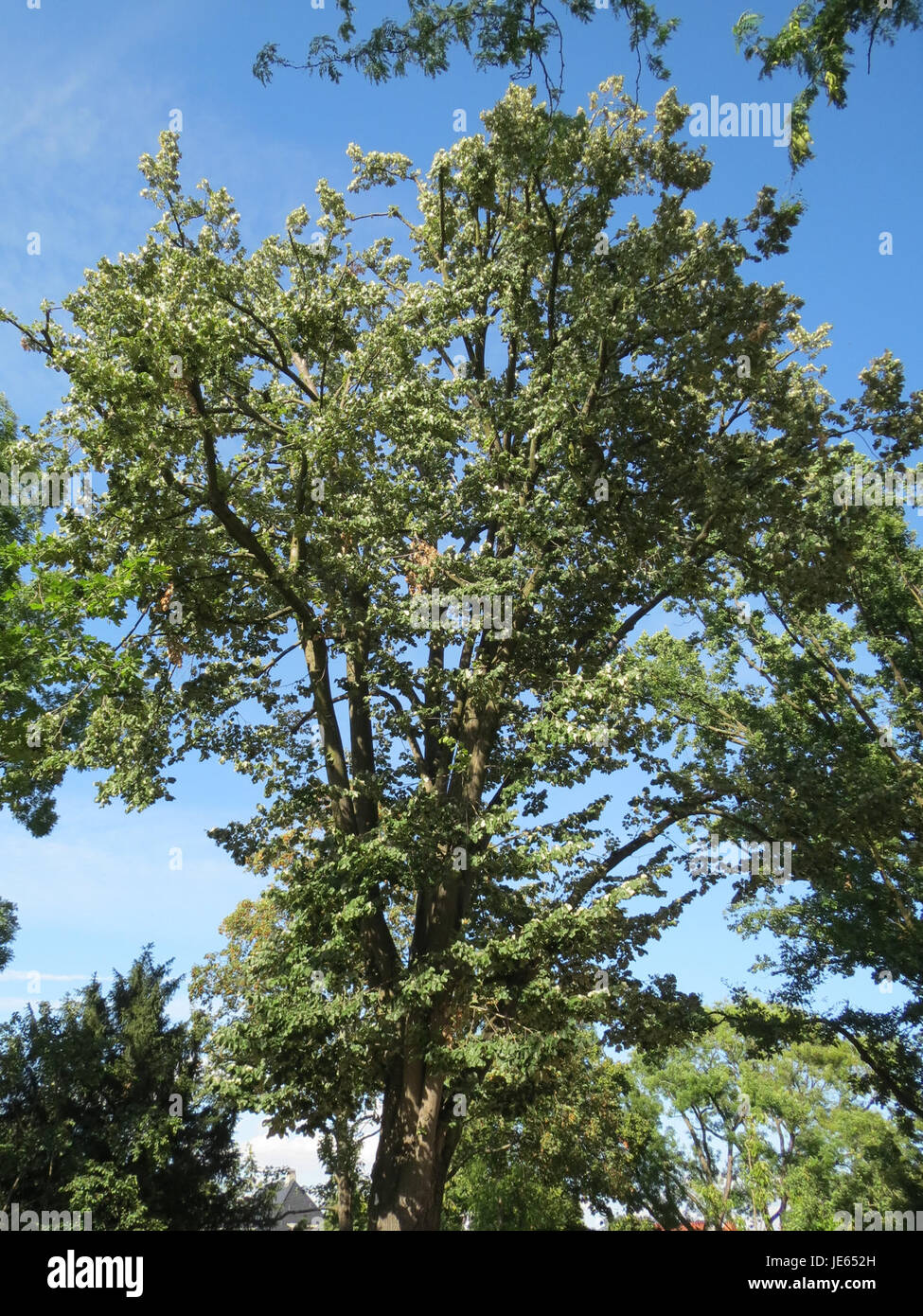 Tilia tomentosa, also known as the silver linden, is a deciduous tree ...
