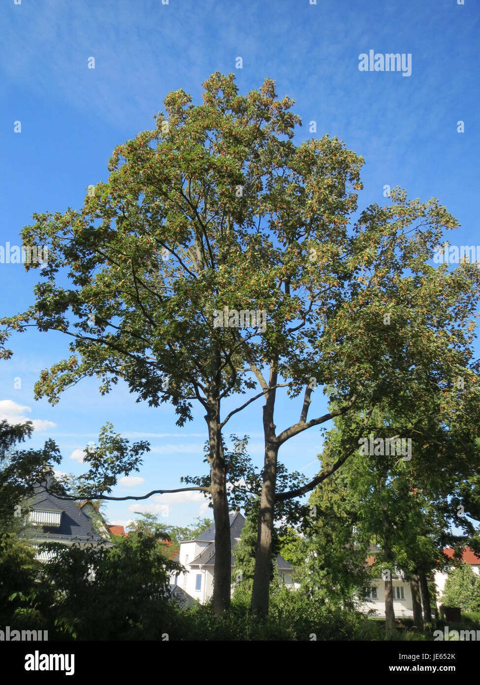 Fraxinus excelsior known european hi-res stock photography and images ...