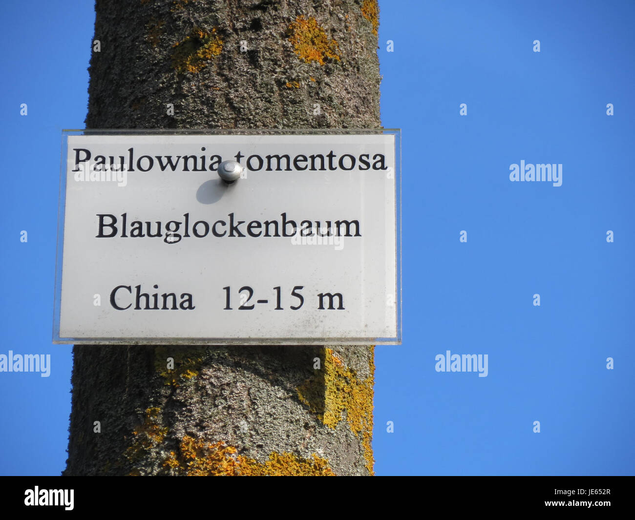 Paulownia tomentosa, commonly known as the empress tree, is a fast ...