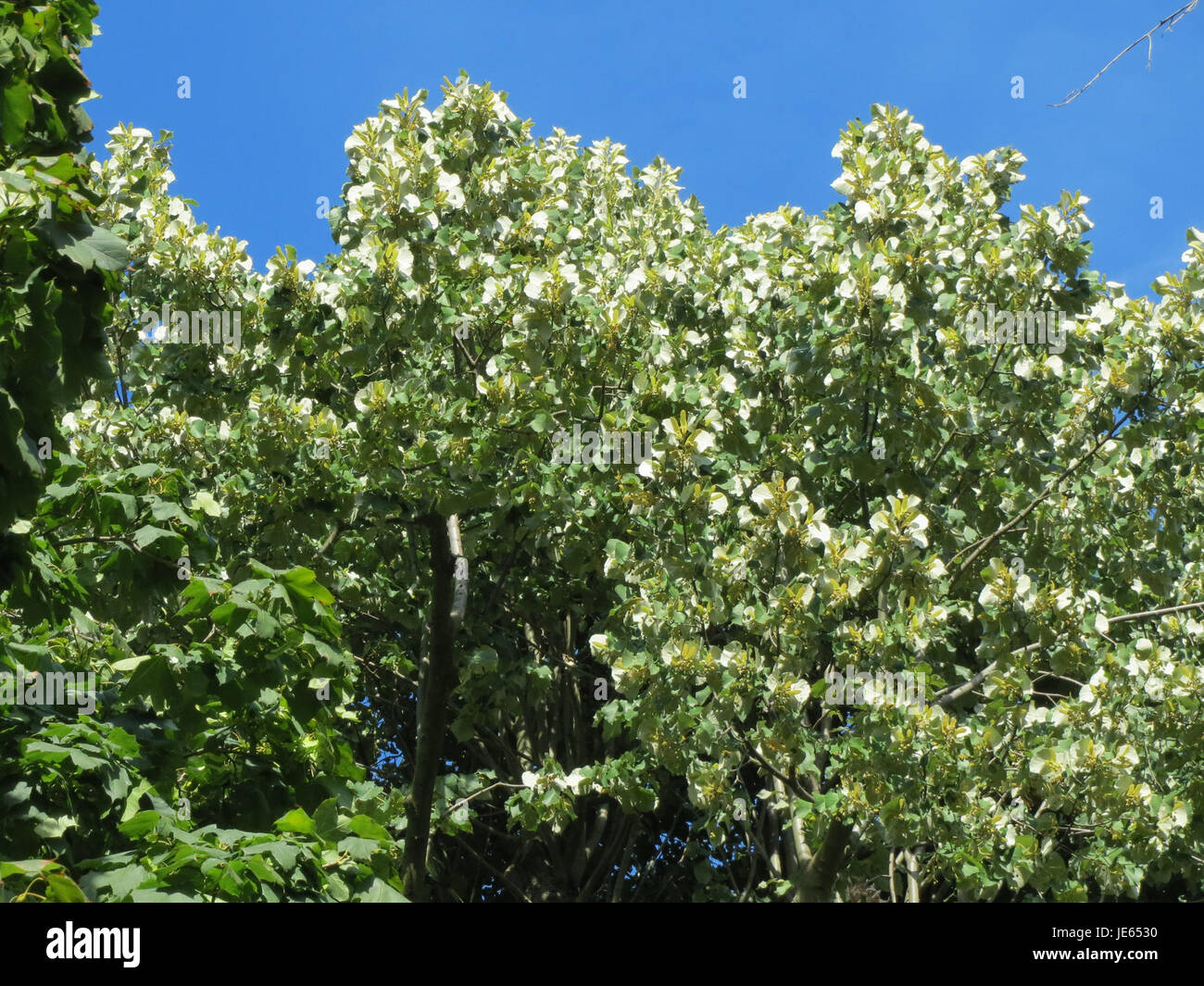 Silver linden tilia tomentosa tree hi-res stock photography and images ...