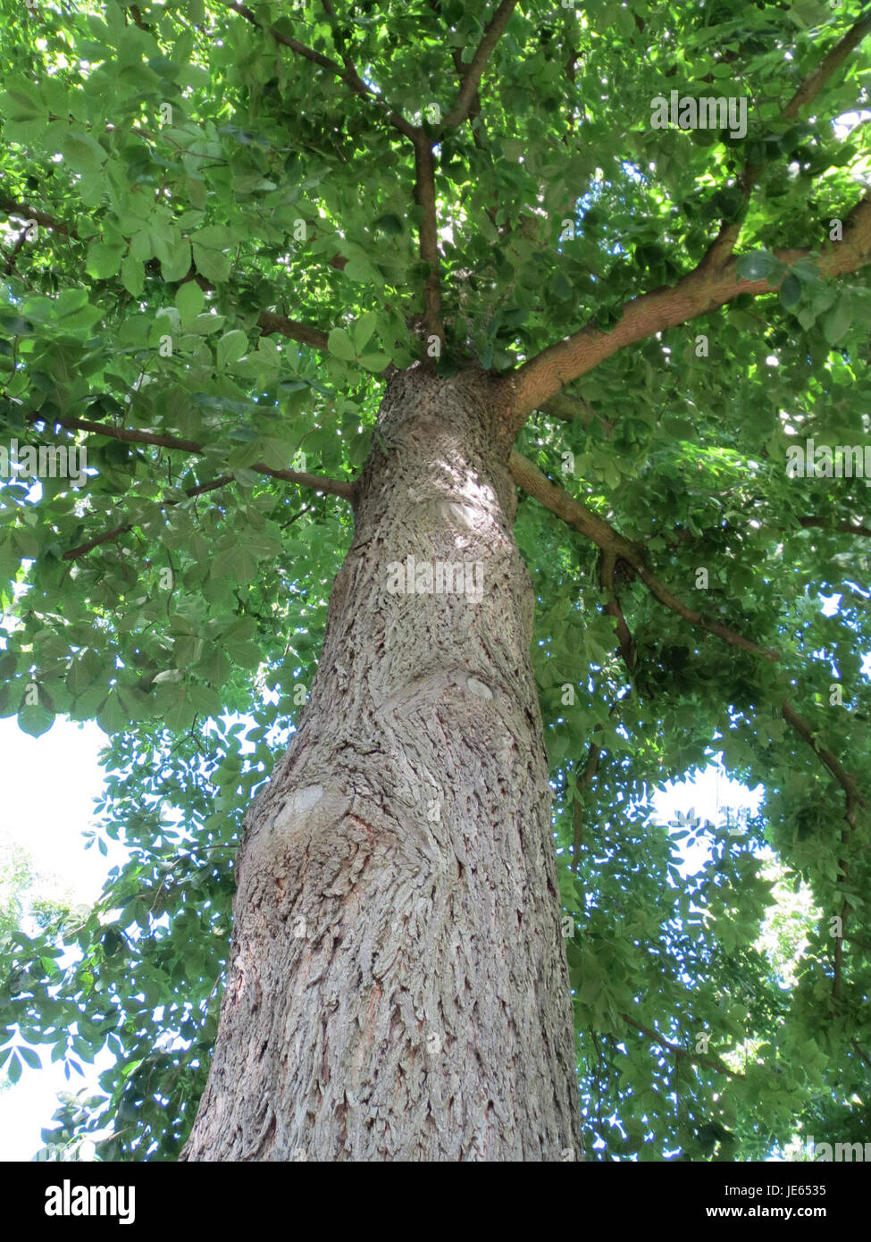 Carya cordiformis, also known as the heartnut, is a deciduous tree ...