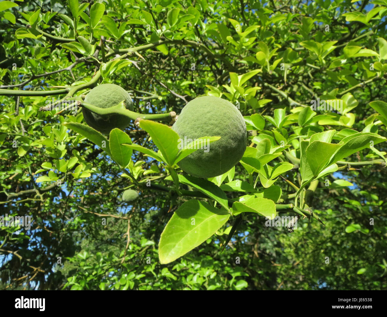 Citrus trifoliata, commonly known as trifoliate orange, is a hardy ...