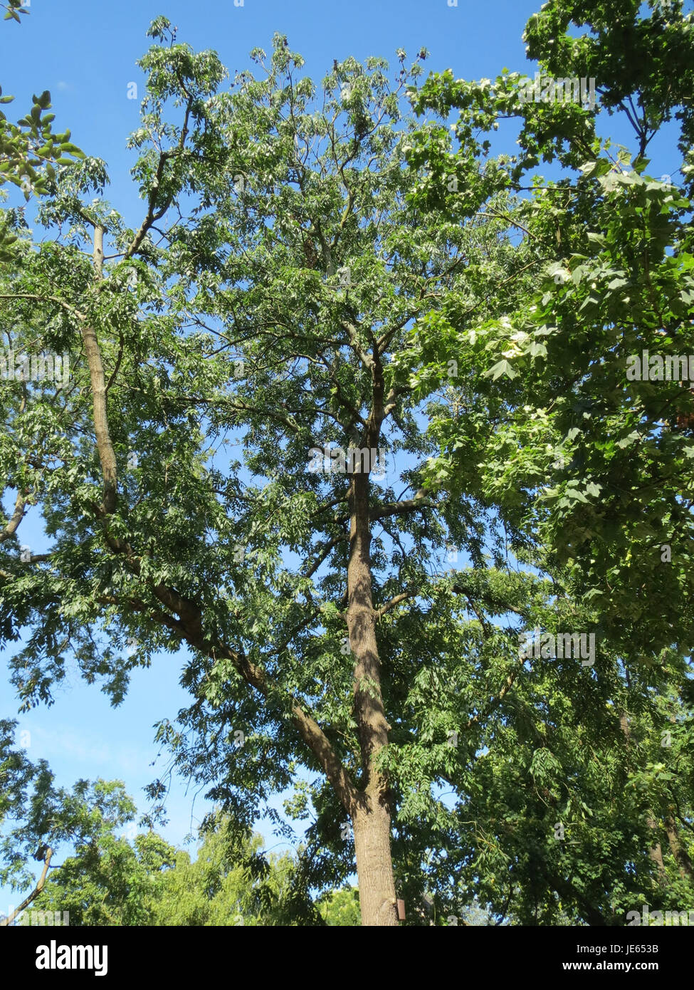 Fraxinus excelsior, commonly known as the European ash, is a tree ...
