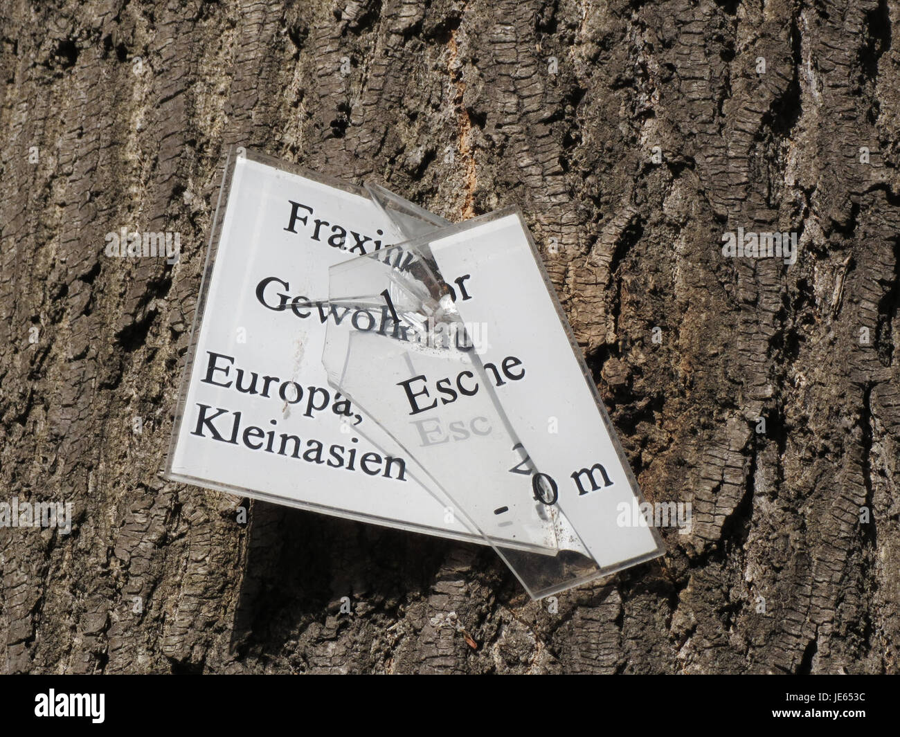 This image from August 17, 2013, shows a specimen of Fraxinus excelsior ...