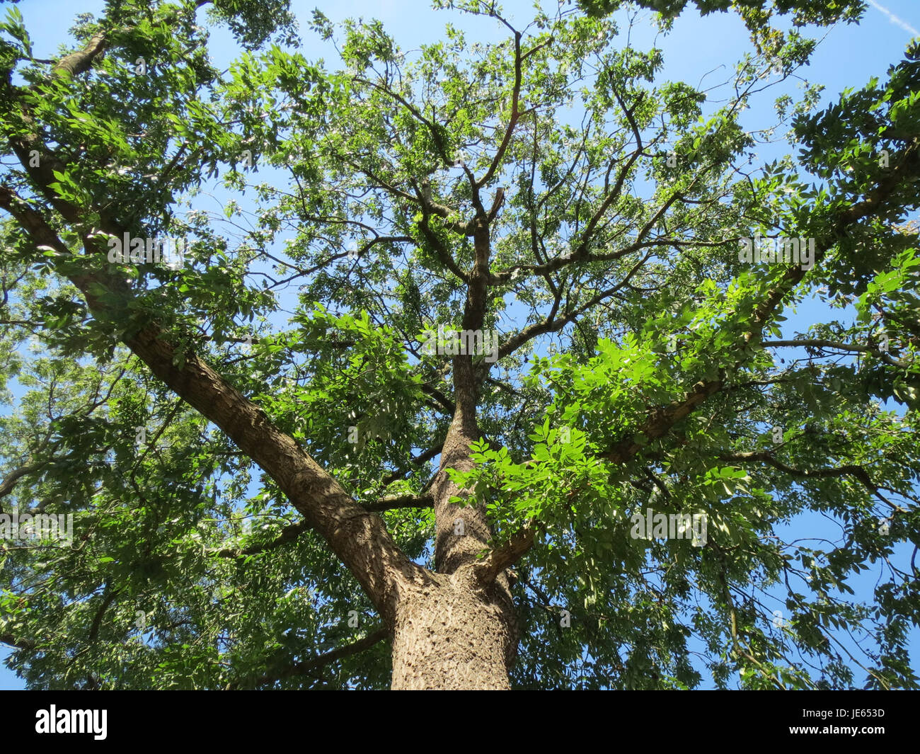 A photograph of Fraxinus excelsior, commonly known as the European ash ...