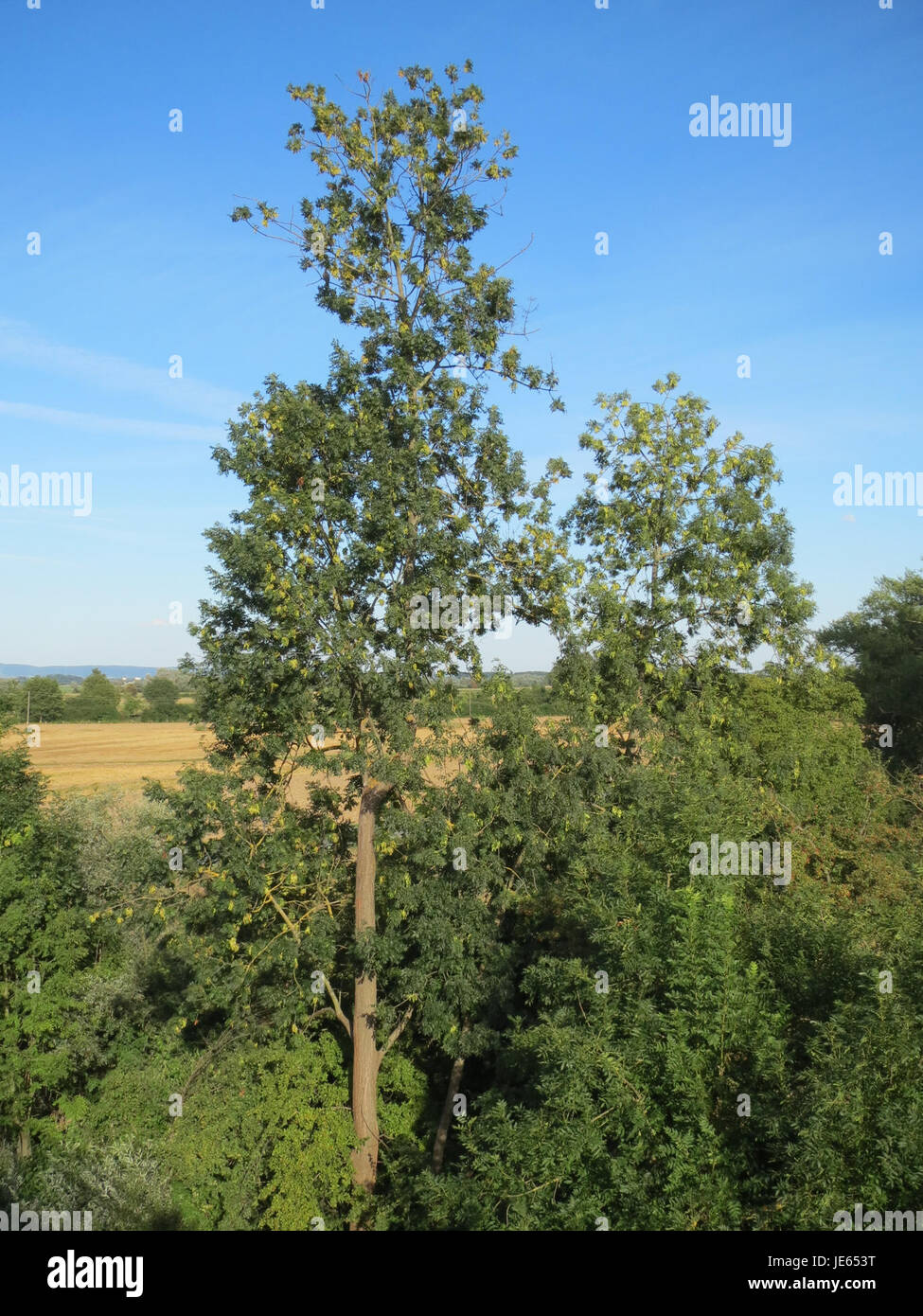 Fraxinus excelsior known ash hi-res stock photography and images - Alamy
