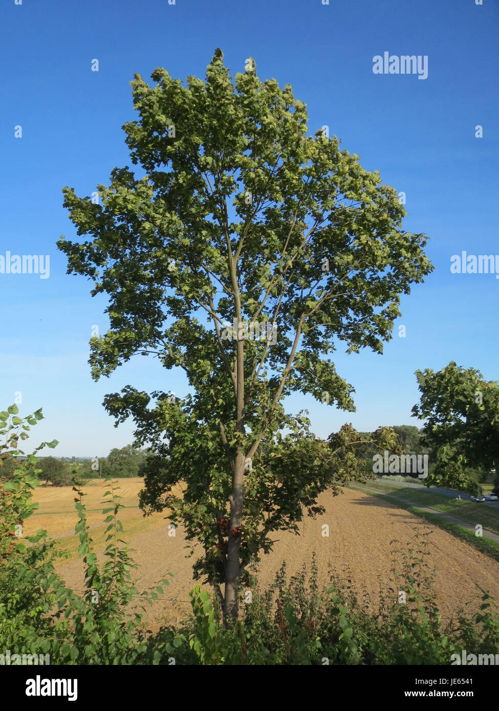 A photograph of Fraxinus excelsior, commonly known as the European ash ...