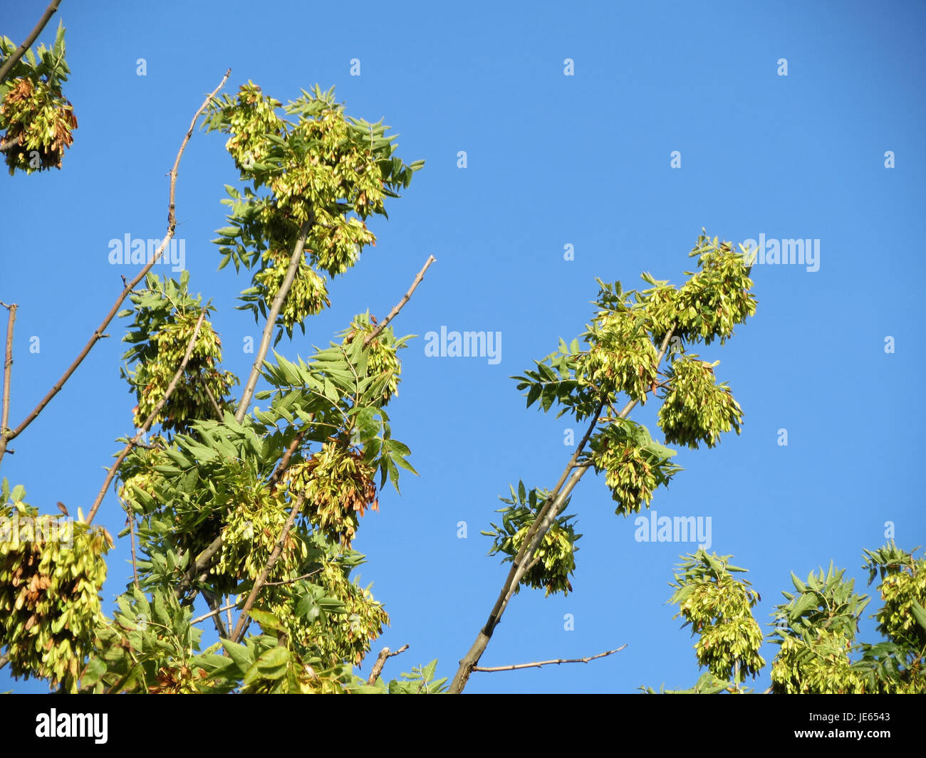 Fraxinus excelsior known european hi-res stock photography and images ...