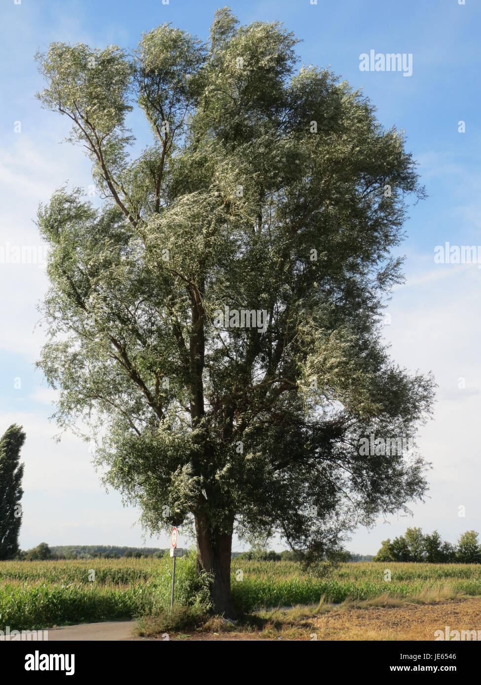 This photograph captures Salix alba, commonly known as white willow, on ...