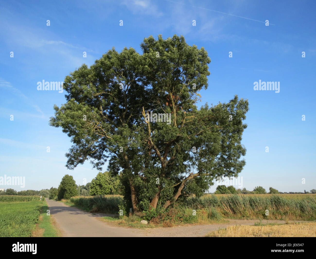 Salix alba, commonly known as white willow, is a deciduous tree native ...