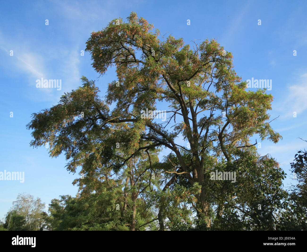 A photograph of Robinia pseudoacacia, also known as black locust, a ...