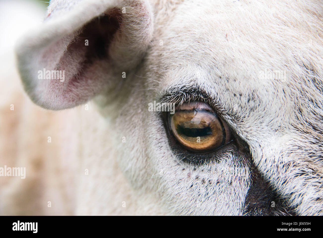 The boy and the ram hi-res stock photography and images - Alamy