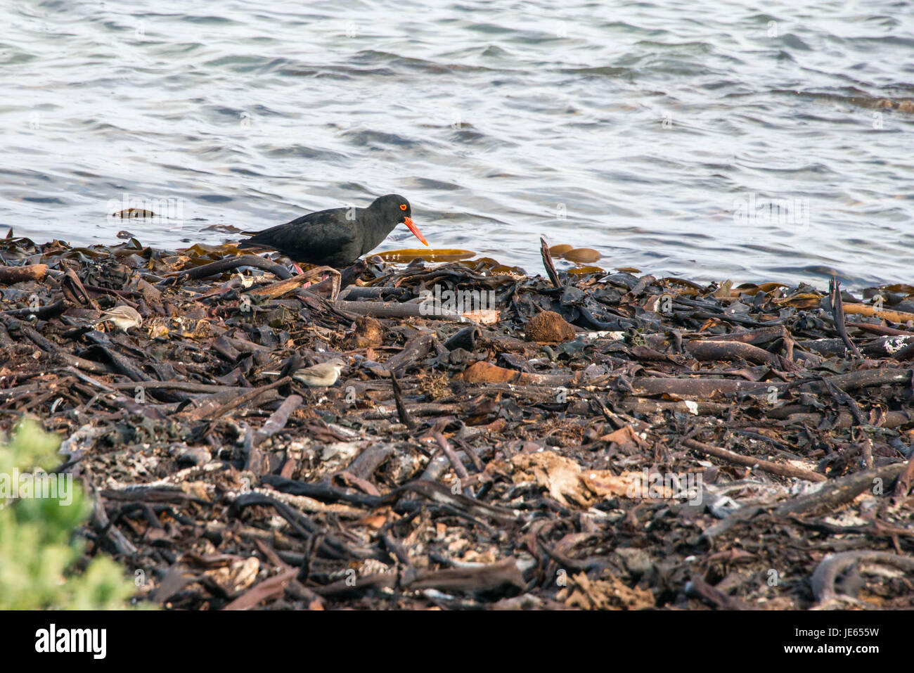 An oystercatcher looking for food amongst dead kelp on a beach in ...