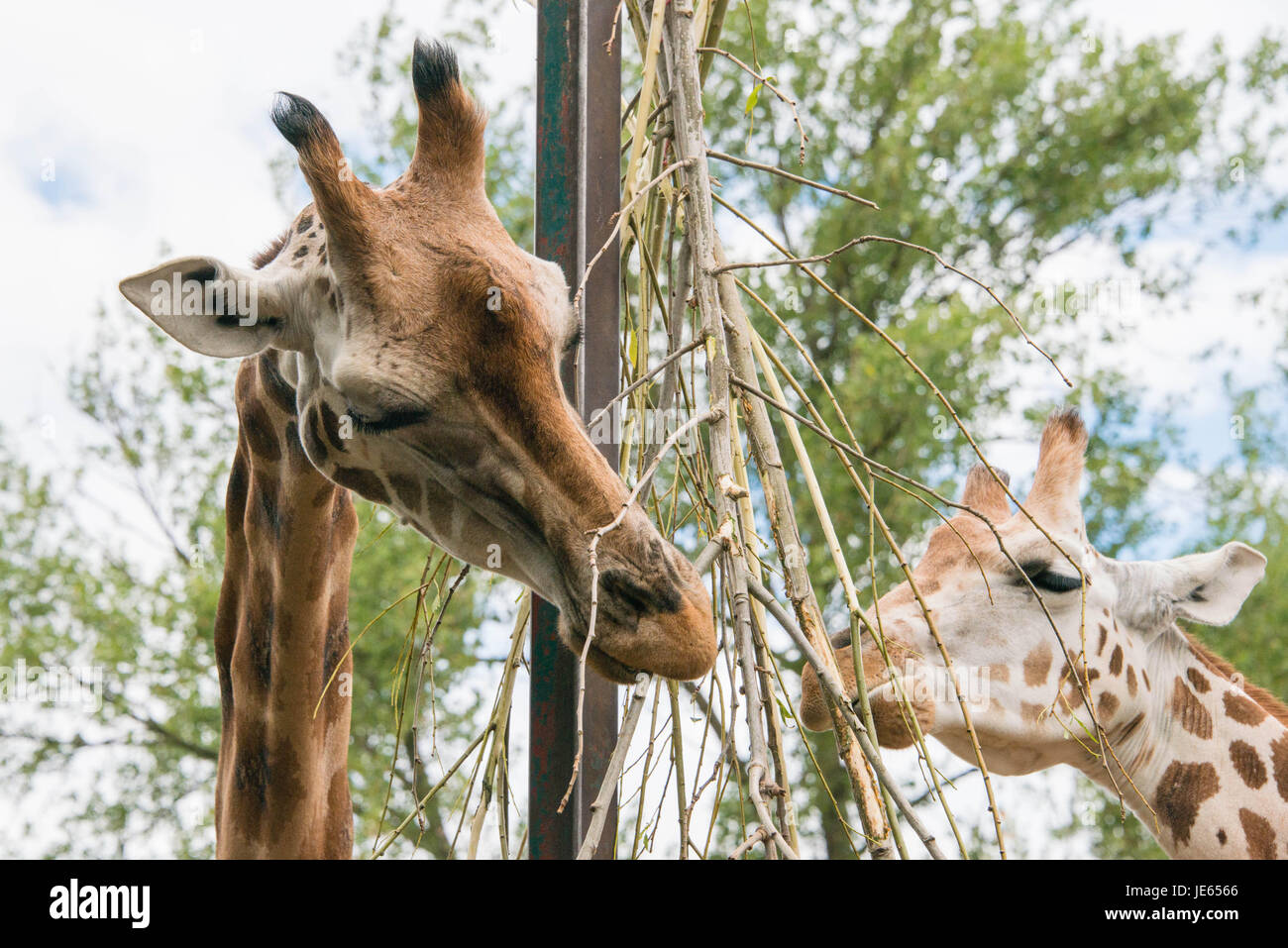 Captive giraffes hi-res stock photography and images - Alamy