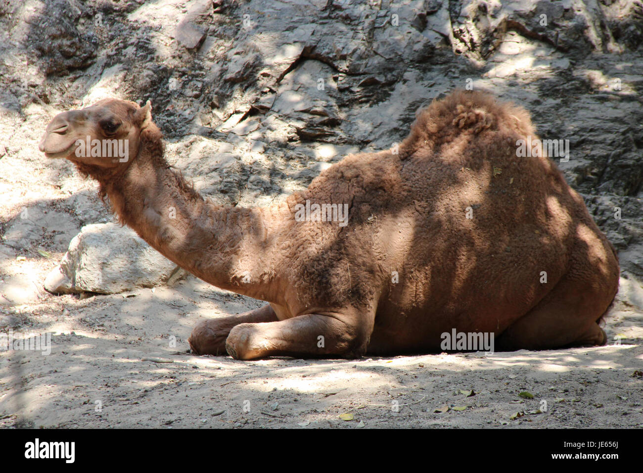 Dromedary in a zoo in Chiang Mai (Thailand Stock Photo - Alamy