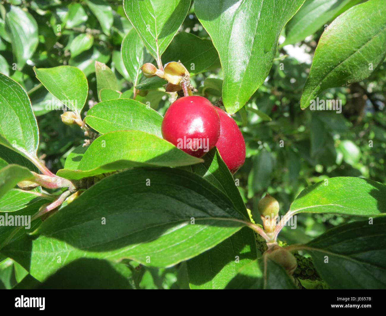 Kornelkirsche, also known as Cornelian cherry, is a small deciduous ...