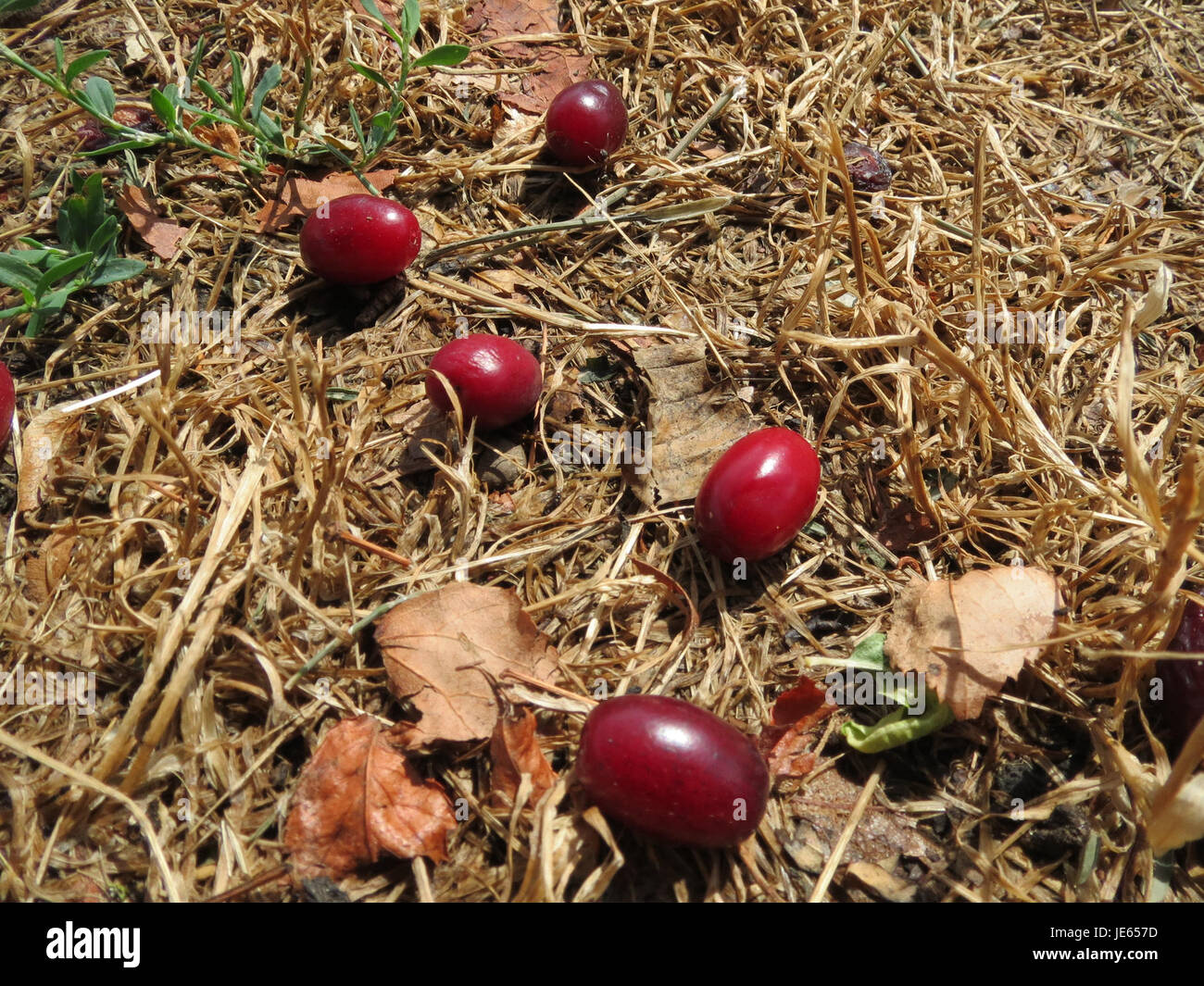 Fruits cornelian cherry european hi-res stock photography and images ...