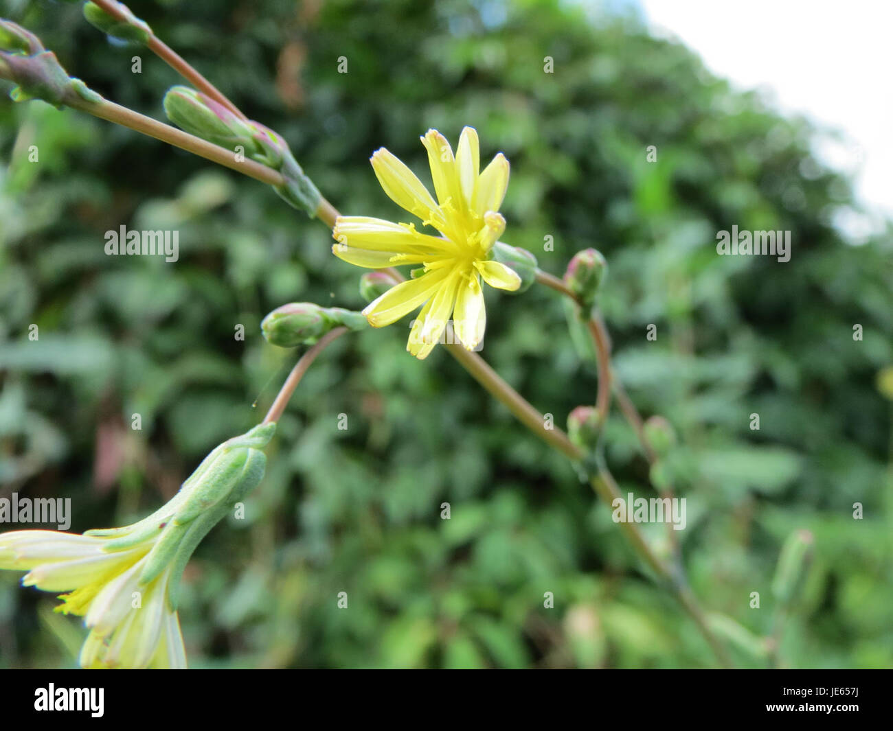 Distinctive spiny leaves hi-res stock photography and images - Alamy