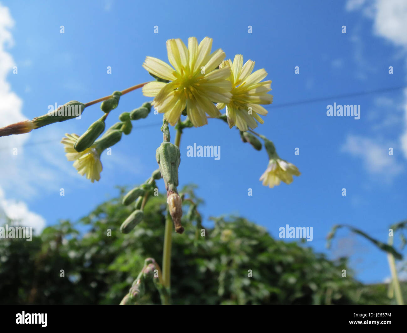 Lattich hi-res stock photography and images - Alamy