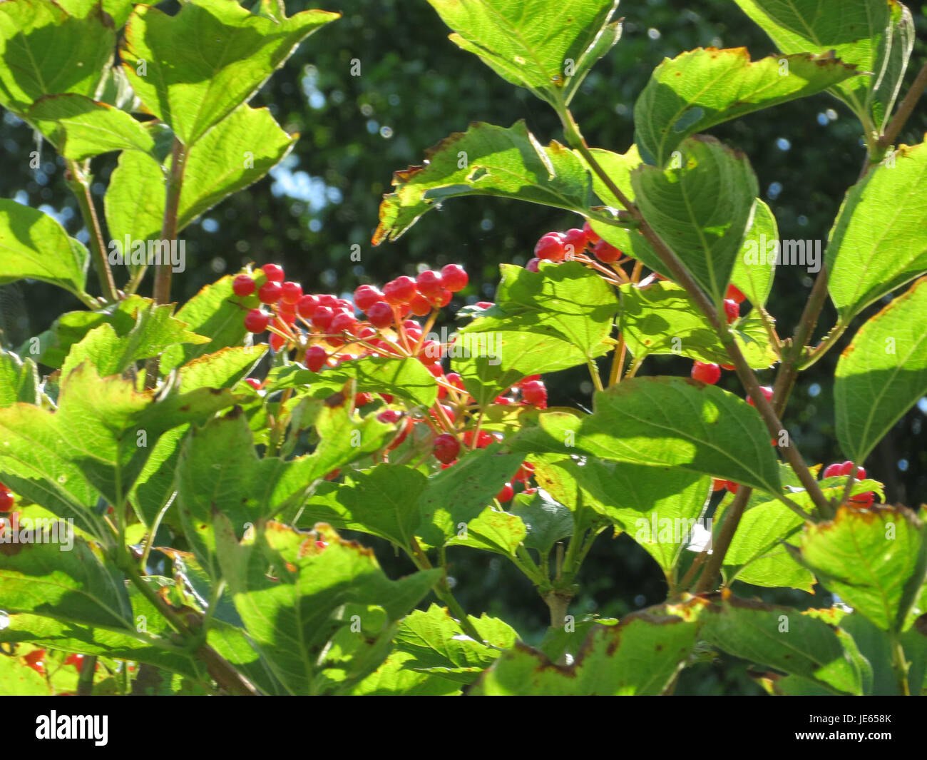 Viburnum opulus known european hi-res stock photography and images - Alamy