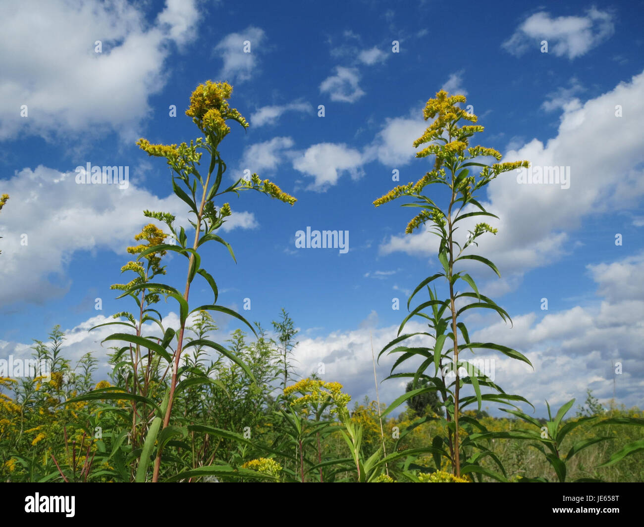 Yellow plant solidago canadensis flowers hi-res stock photography and ...