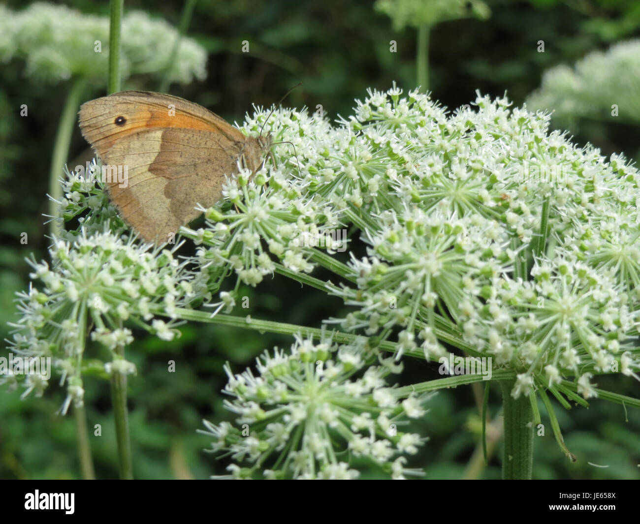 Angelica sylvestris, also known as wild angelica, is a plant native to ...