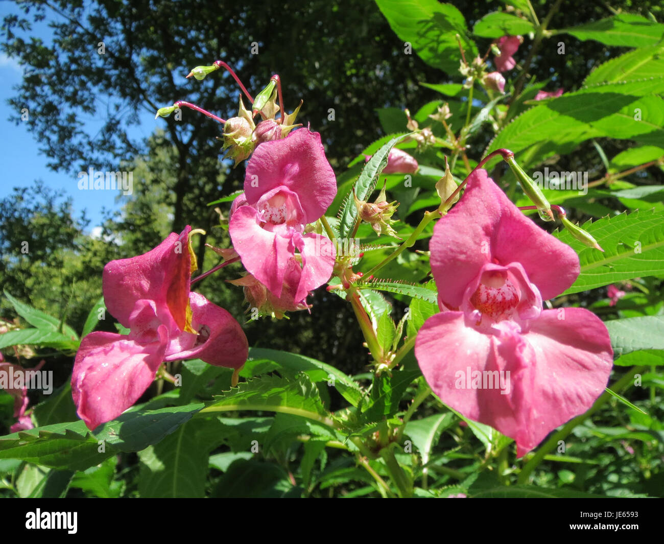 'Impatiens glandulifera,' commonly known as Himalayan balsam, is an ...