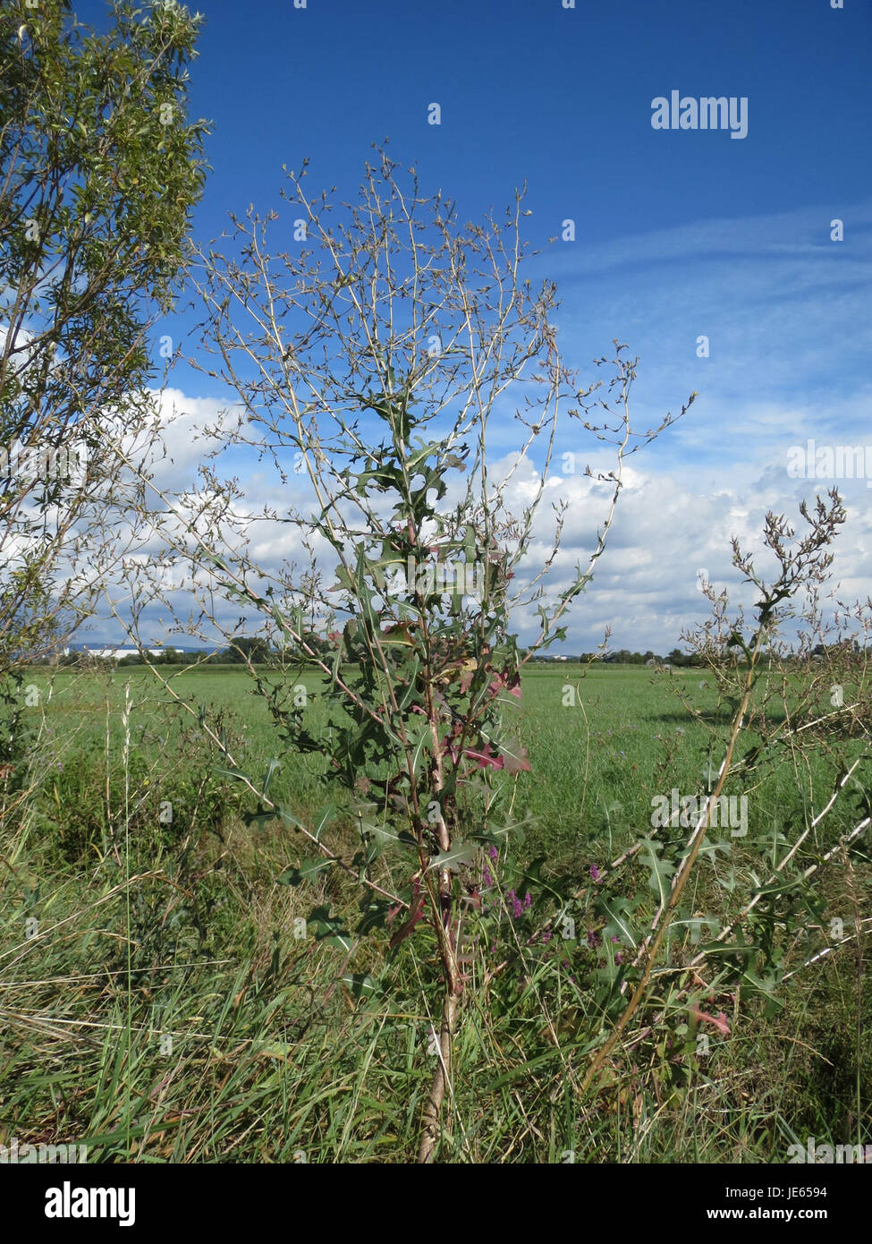 A photograph of Stachel-Lattich, a species of wild lettuce, showing its ...