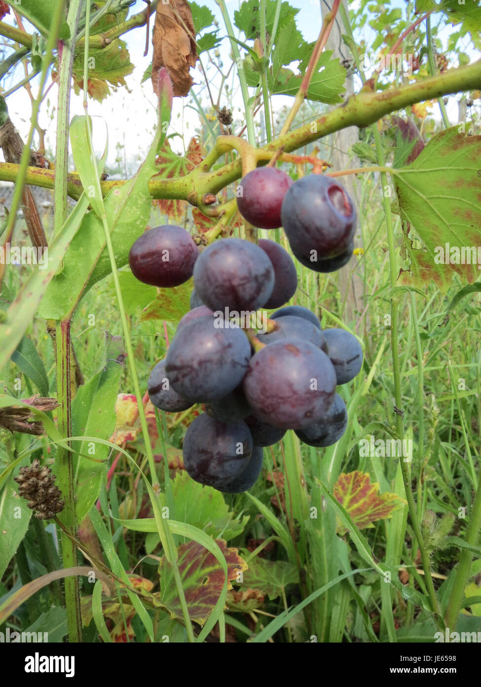 This photograph showcases a vineyard, focusing on the rows of ...