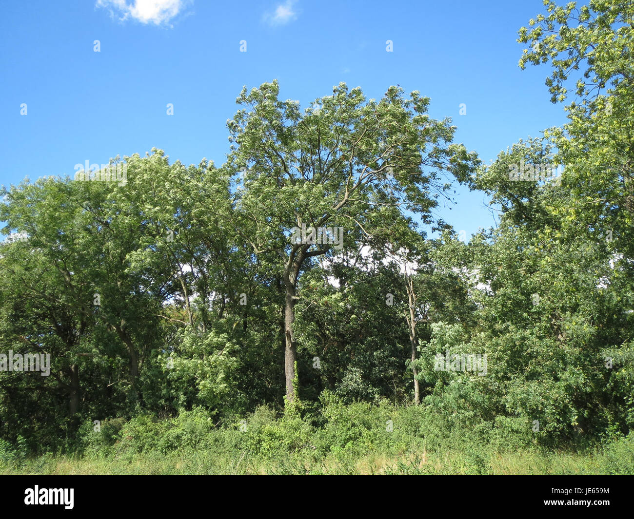 Fraxinus excelsior known ash hi-res stock photography and images - Alamy