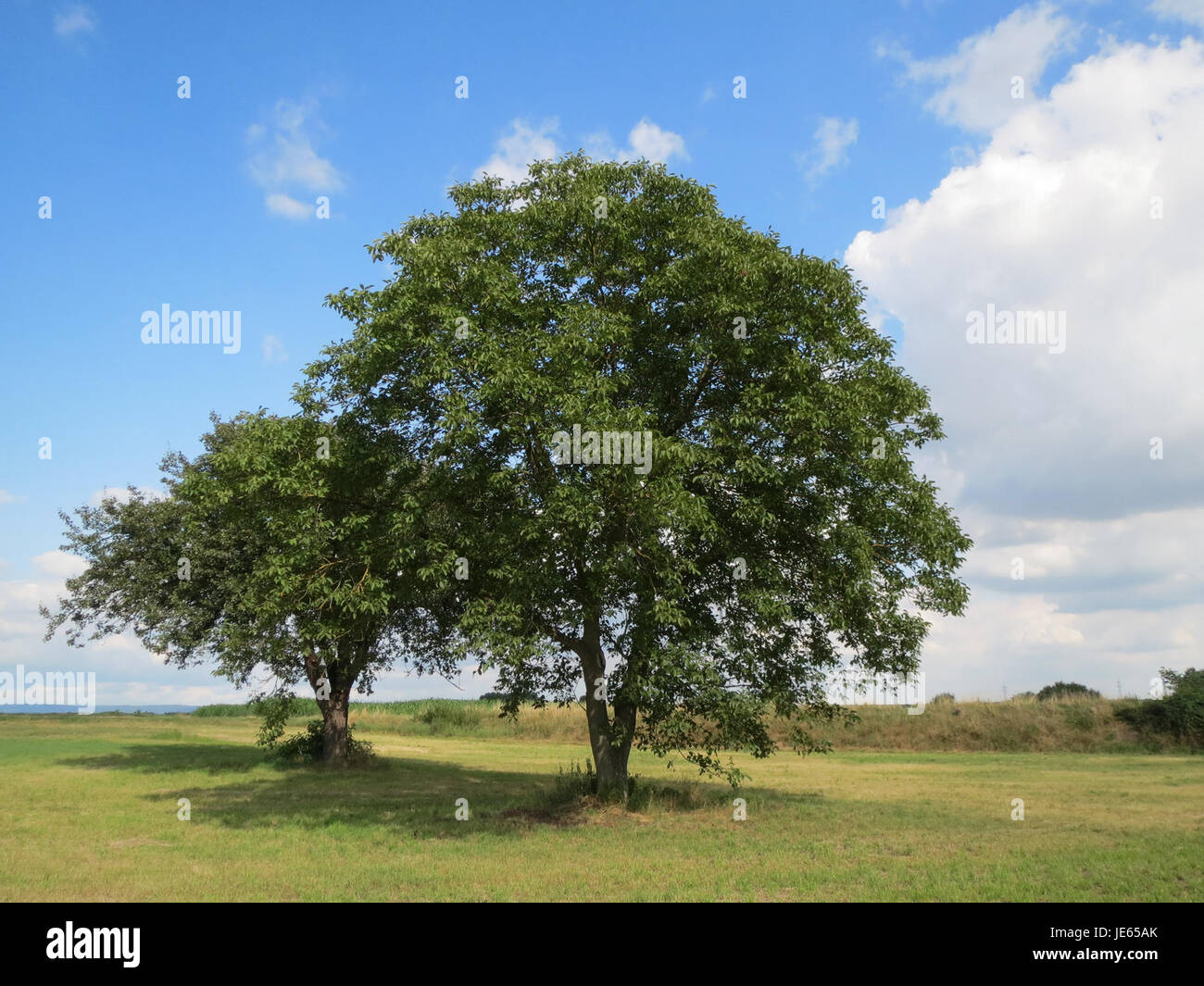 This image of a walnut tree in Hockenheim showcases the distinctive ...