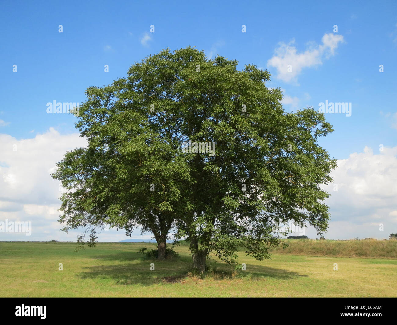 The walnut tree in Hockenheim (2013) is captured in full bloom ...