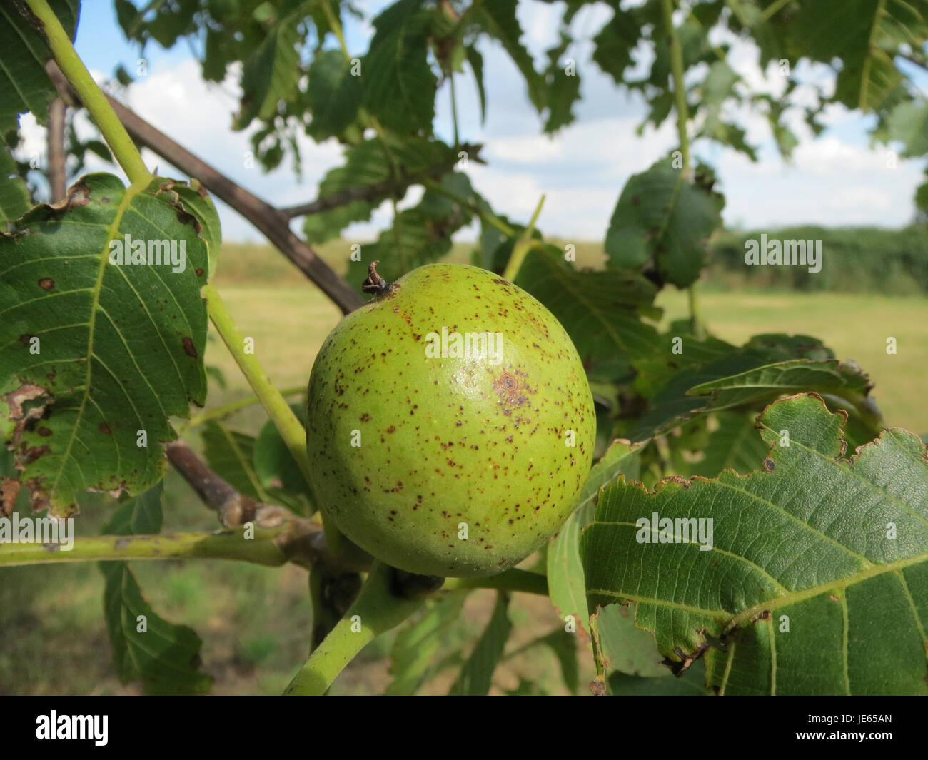 A photograph taken on August 20, 2013, showing a walnut tree (Juglans ...