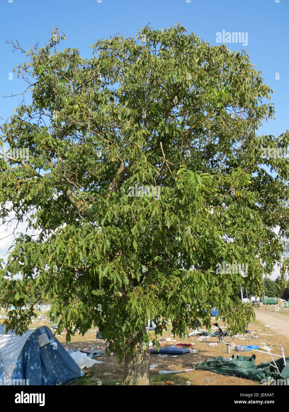 A walnut tree in Hockenheim, photographed on August 20, 2013, shows the ...
