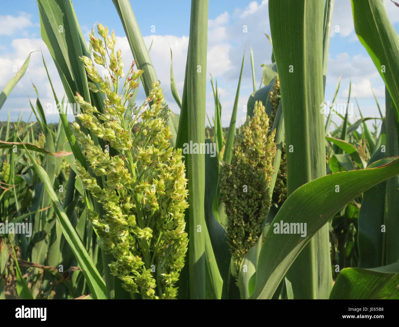 This image shows maize crops growing in a field in Reilingen, Germany ...