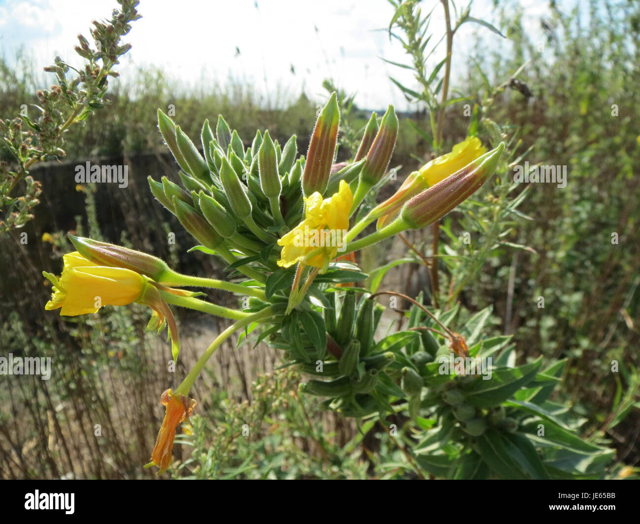 This image features Oenothera biennis, commonly known as evening ...