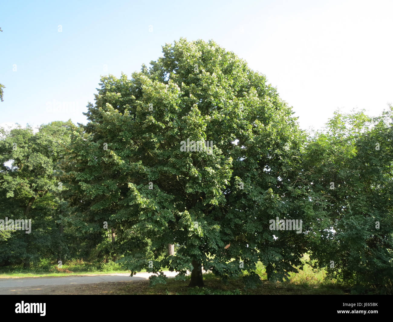 A photograph of a Silberlinde tree taken in Reilingen, Germany, on ...
