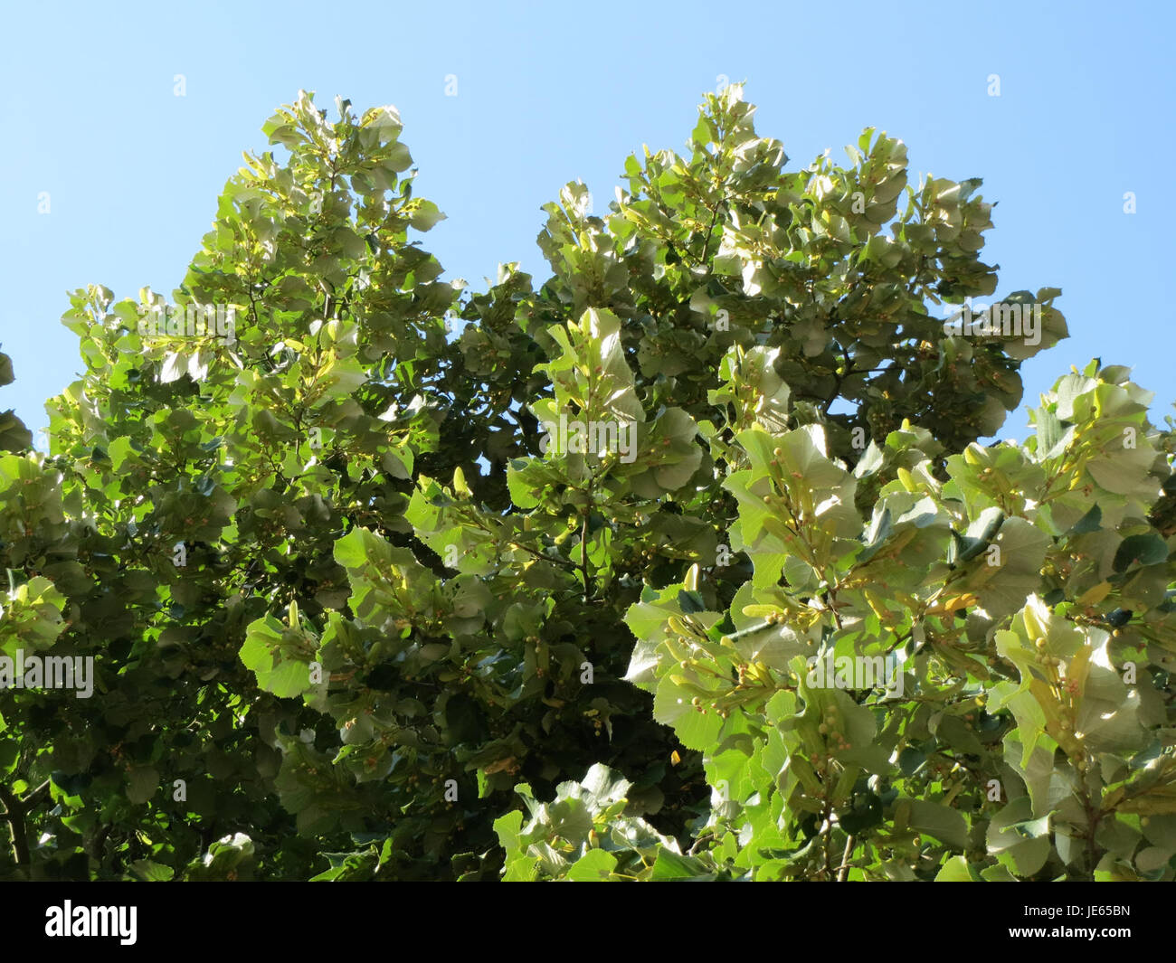 Silver linden tilia tomentosa tree hi-res stock photography and images ...