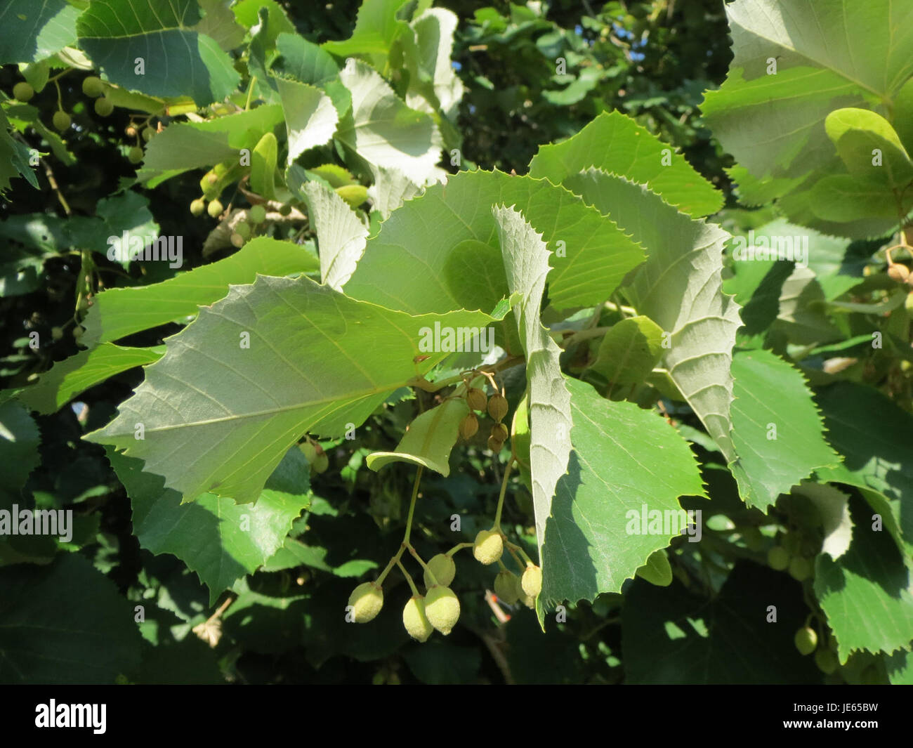 This image shows Silberlinde, also known as silver linden, a tree ...