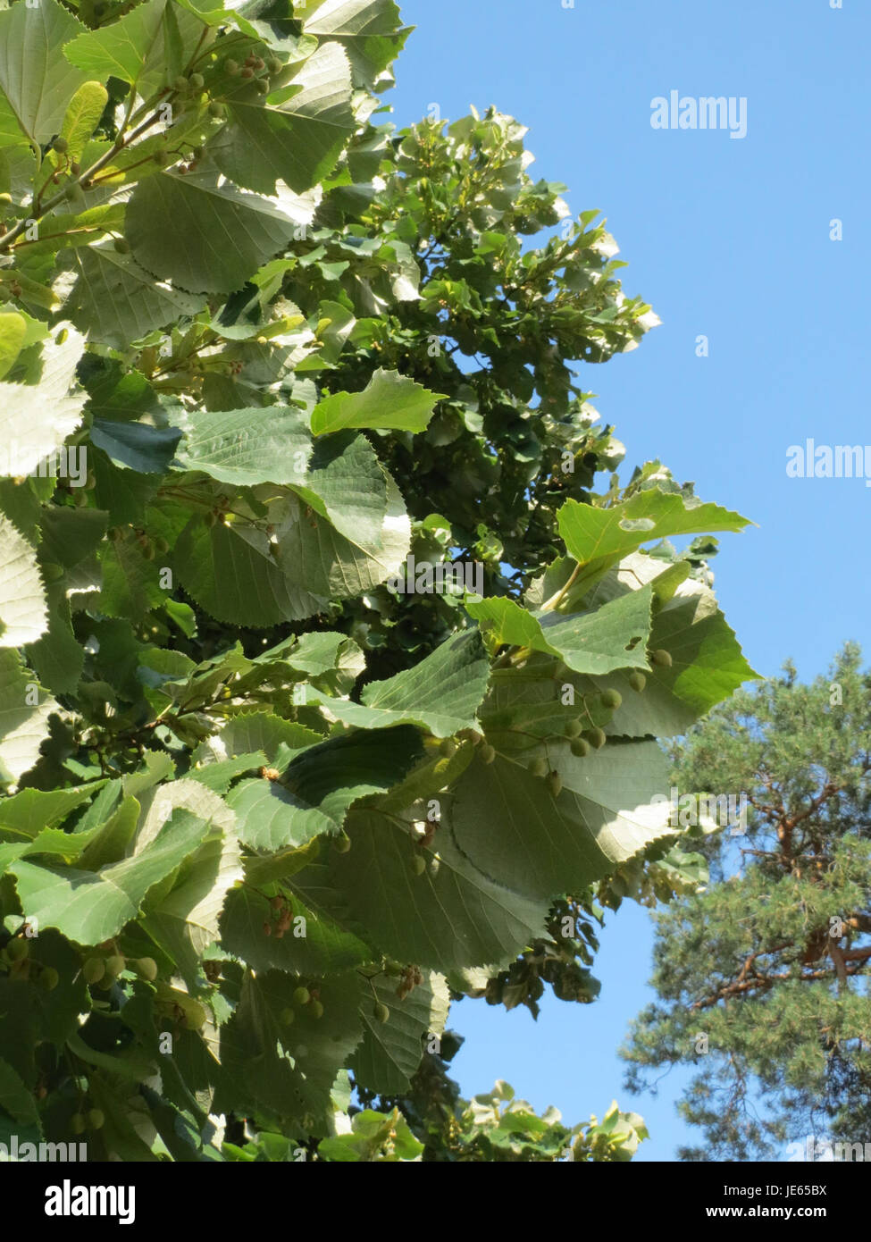 Silberlinde Reilingen, a location in Germany, showcases the scenic ...