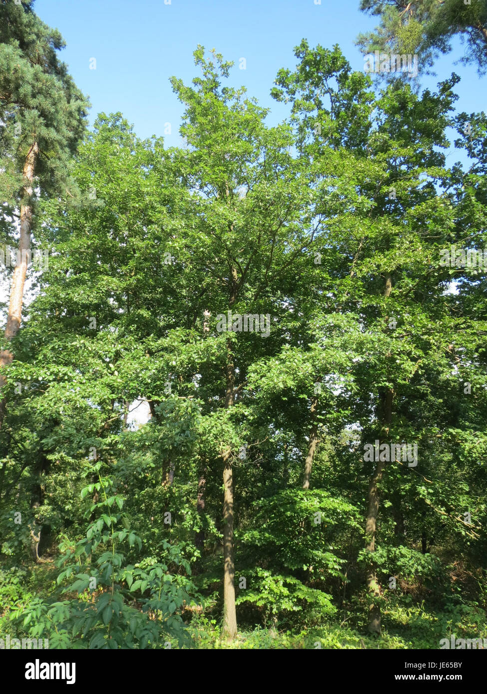 This image features Castanea sativa, commonly known as the European ...