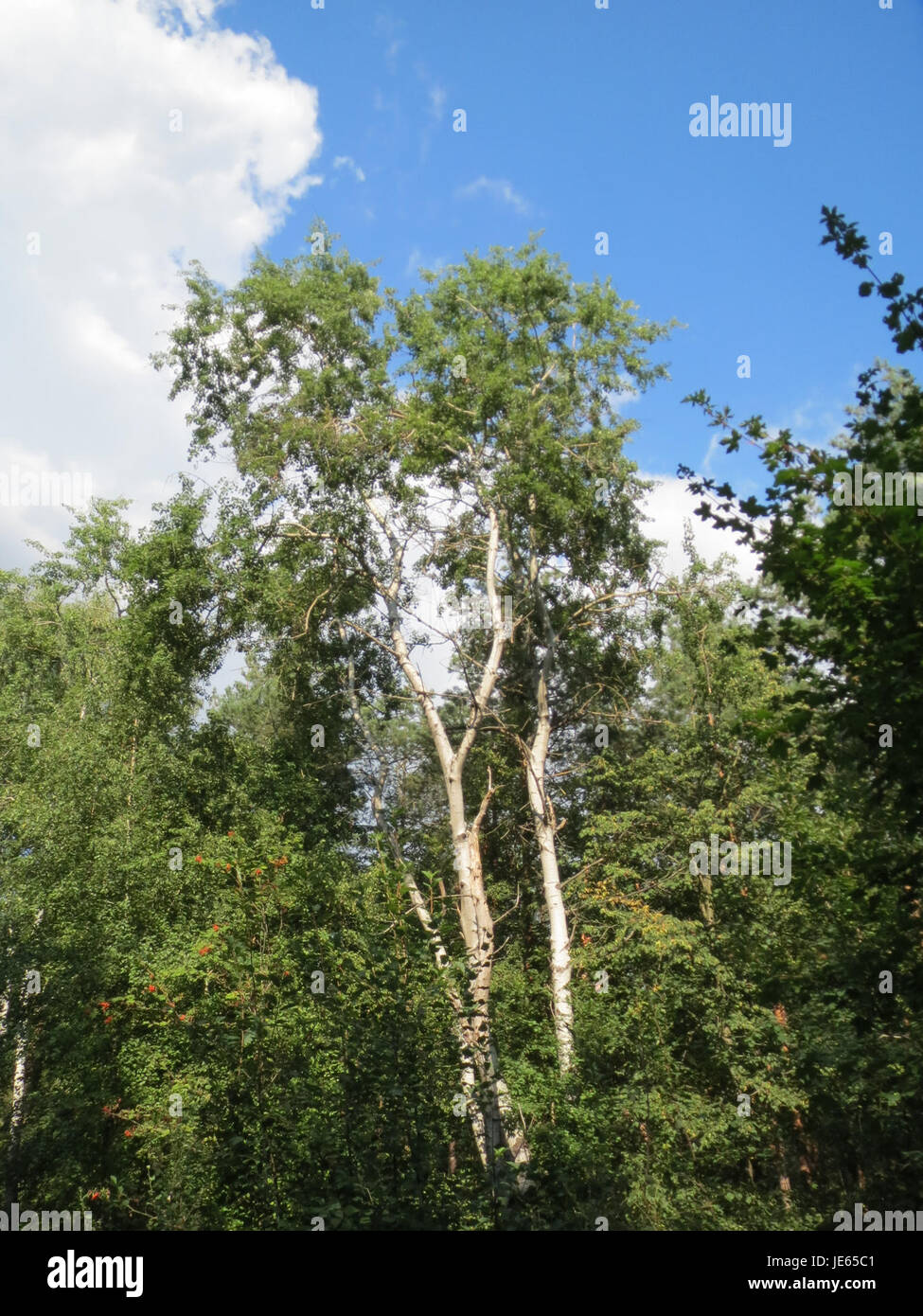 A photograph of Betula pendula, commonly known as silver birch, taken ...