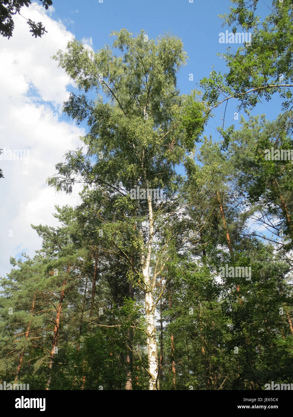 Betula pendula, commonly known as silver birch, is a deciduous tree ...